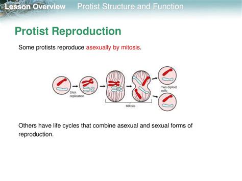 Protist Structure And Function Ppt Download
