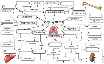 Body Systems Graphic Organizer Answer Key By Biologycorner TPT