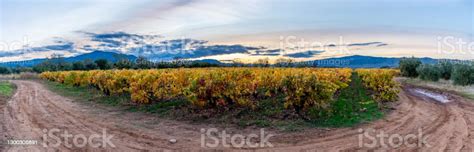 가을에는 시골 길과 산을 배경으로 포도밭의 탁 트인 전망을 감상하실 수 있습니다 0명에 대한 스톡 사진 및 기타 이미지 0명 가을 계곡 Istock