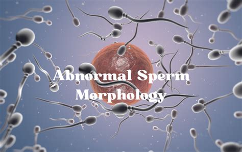 Abnormal Sperm Morphology Androone Sexologist And Andrologist In