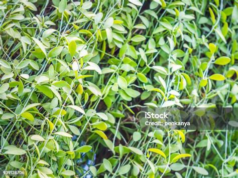 추상 자연 배경입니다 줄무늬 패턴 및 녹색 잎의 질감입니다 0명에 대한 스톡 사진 및 기타 이미지 0명 개체 그룹 계절 Istock