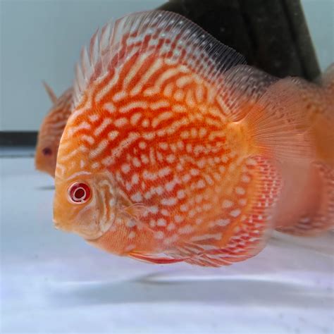 Discus Strains Discus Madness