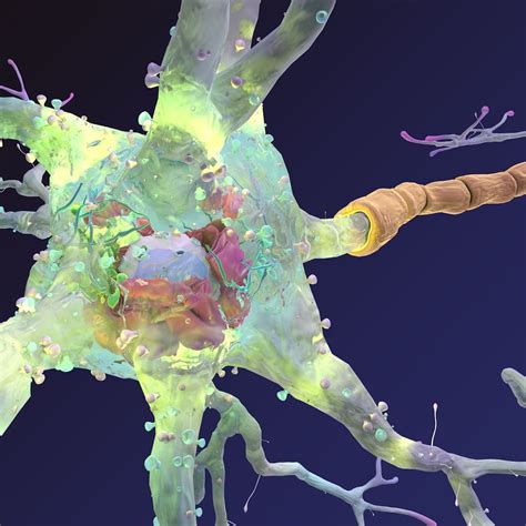 Neuron 3d Model 139 Ma Fbx Obj C4d Free3d
