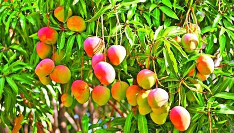 Ripe Mango Fruit