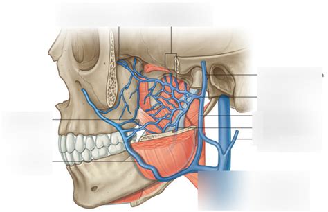 Diagram Of Pterygoid Plexus Of Veins Quizlet