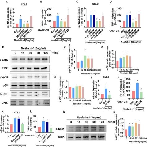 Nesfatin 1 Increases Ccl2 Expression In Human Rasfs And Facilitates