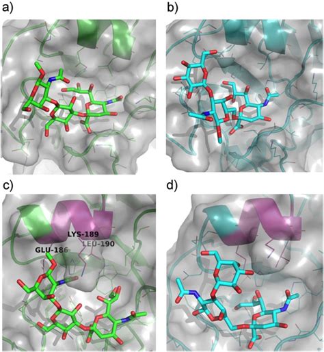 Molecular Dynamics Md Derived Structures Of 3 And Download