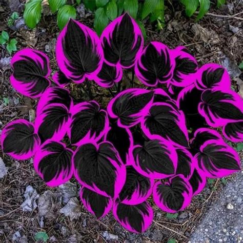 Black And Red Hosta Etsy