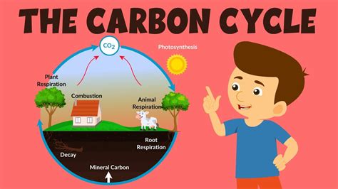 13 Unbelievable Facts About Carbon Cycle