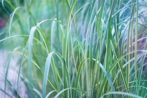 햇빛 아래 야생 잔디와 자연 배경 선택적이고 부드러운 초점 공장 배경 닫습니다 0명에 대한 스톡 사진 및 기타 이미지 0명 경관 계절 Istock