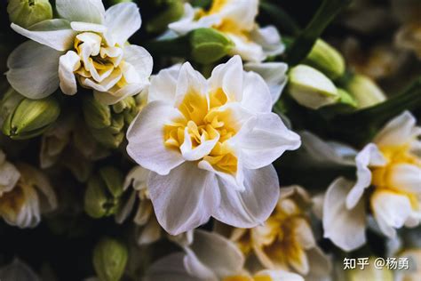 水仙花的象征意义？水仙花传说故事是什么？ 知乎