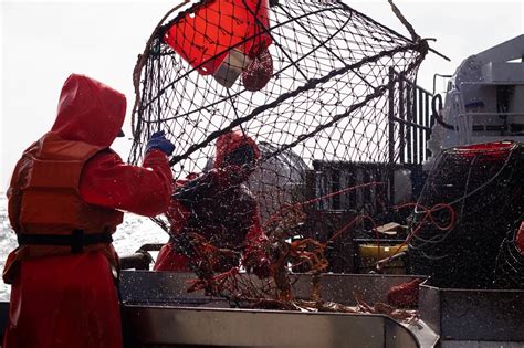 Как живой краб из Баренцева моря попадает в Китай — Медиапалуба