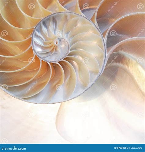 nautilus shell symmetry fibonacci half cross section spiral golden