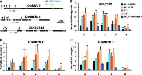 Ostop1 Prevents Inherent R Loop Accumulation Over Auxin Related Genes