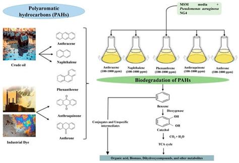 Degradation Of Polyaromatic Hydrocarbons By Biosurfactant Producing