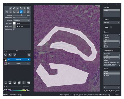 Interactive Visualization With Napari Squidpy Documentation