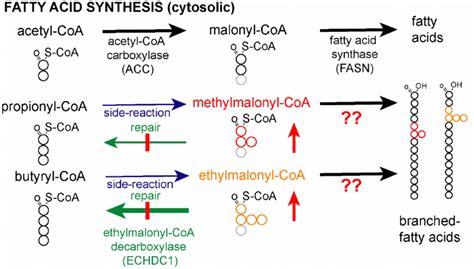 Fatty Acid Synthesis From Acetyl Coa