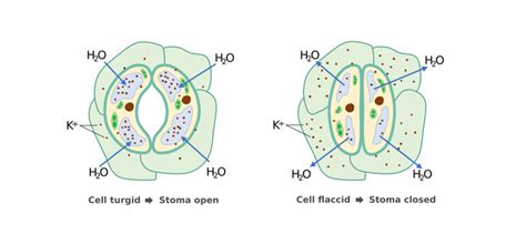 Plant Guard Cells