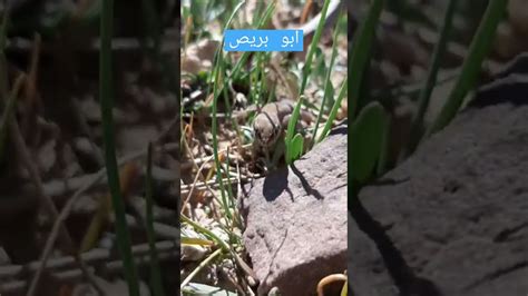 ابو بريص Youtube