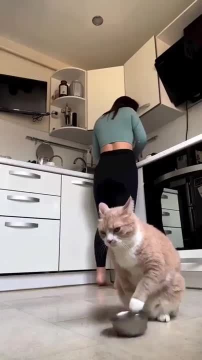 Video Richard Dipilla On Linkedin Protesting Protest Cats 196 Comments Video Richard Dipilla On Linkedin Protesting Protest Cats 196 Comments