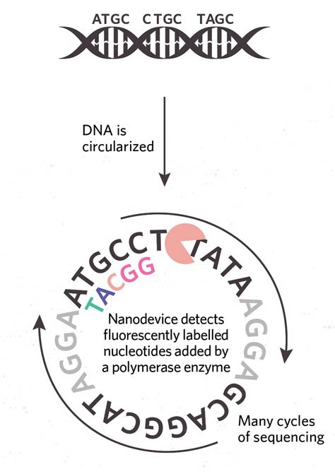 Infographic The Sequencing And Assembly Of The Human Genome The