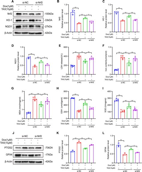 Taxifolin Protects Against Doxorubicin Induced Cardiotoxicity And Ferroptosis By Adjusting