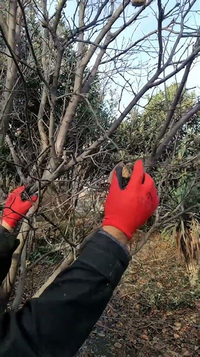 რა მოსდის ჩამოუკრეფავ ხილს ზამთარში Youtube