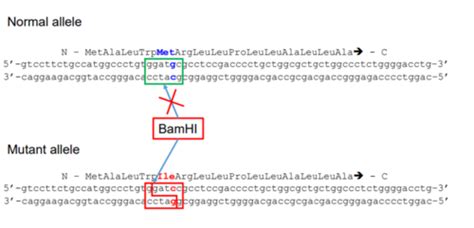 Dna Sequencing Flashcards Quizlet