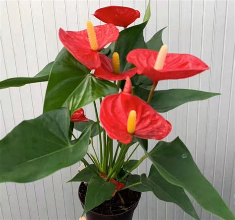 紅掌 花卉百科