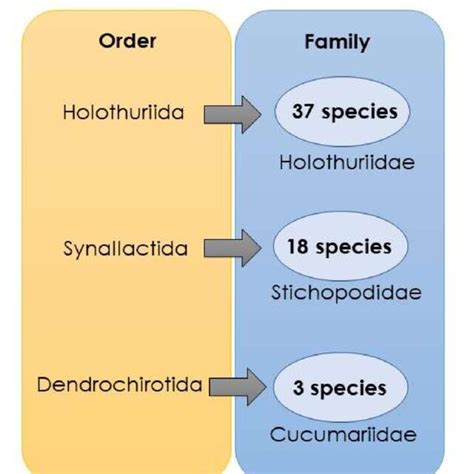 Pdf Identification Guide Commercial Sea Cucumbers