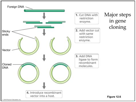 Microbial Methods Surveying And Identifying Biodiversity In A Sample Flashcards Quizlet