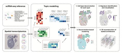 Alfonso Saera Vila On Linkedin Spatialtranscriptomics Bioinformatics