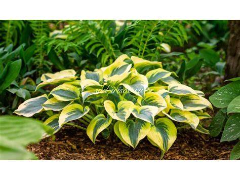 Купить хосту Отем Фрост в интернет магазине Сад ирисов Фото описание и цена