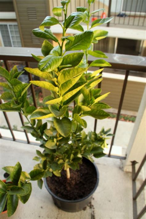 Potted Lime Trees Caring For Container Grown Lime Trees Potted Trees