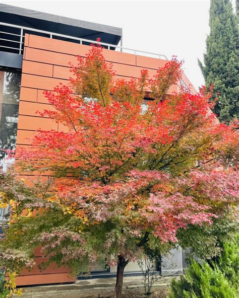 შემოდგომა წმინდა იოანე მოწყალის სახელობის პრივატ კლინიკა