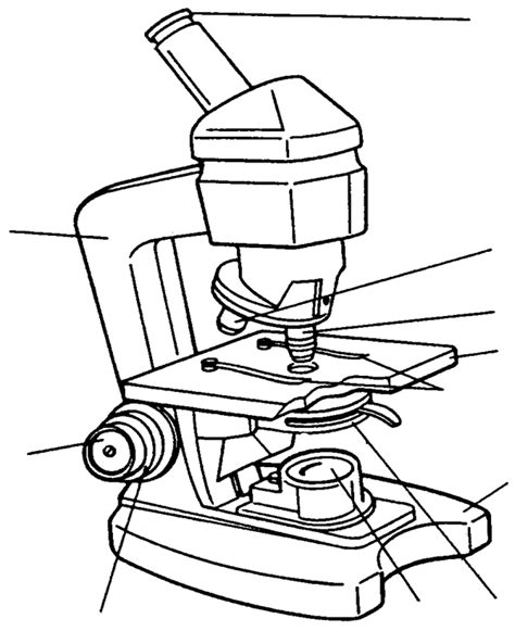 Compound Microscope Drawing ClipArt Best