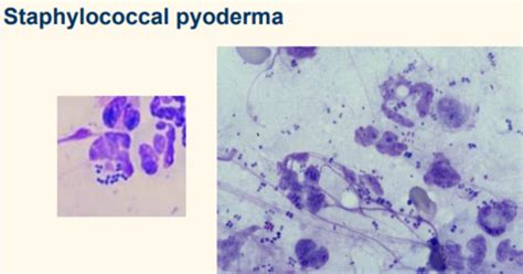 Dermatology 7 Antimicrobials In Pyoderma Flashcards Quizlet