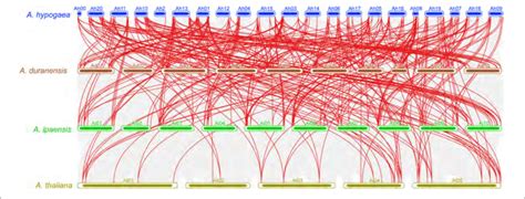 Multiple Collinearity Analysis Of APX Genes Between A Hypogea A Download Scientific