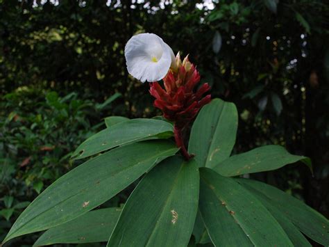 Hellenia Speciosa J Koenig S R Dutta Plants Of The World Online