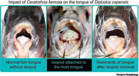 Isopod On Fish Tongue