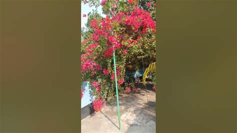 এটা গেট ফুল Youtube