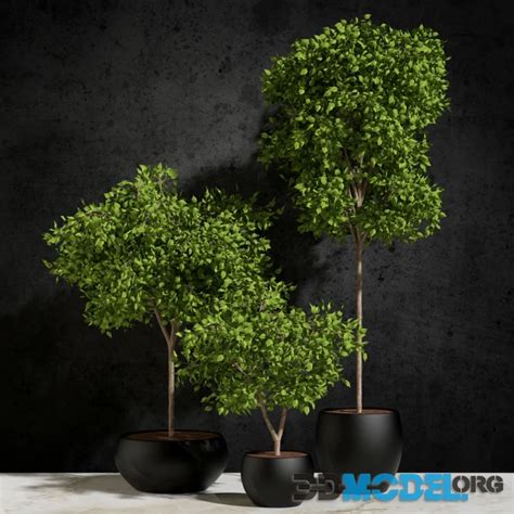 3d Model Plants Ficus Benjamin