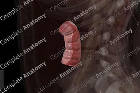 Ascending Colon Complete Anatomy