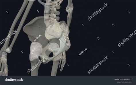 Pectoral Girdle Part Appendicular Skeleton Which Stock Illustration 2386247417 Shutterstock