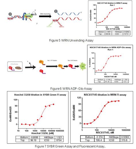 Cell Panel Screeningimmune Assay Testingwestern Blot Testingcell Proliferation Screeningin
