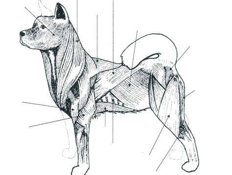Dog Muscle Diagram
