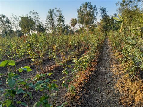 ငဖဲမြို့နယ်သီပေါ်ကျေးရွာ၌ နိုင်ငံခြားနှင်းဆီပင်များ စိုက်ပျိုးအောင်မြင်ဖြစ်ထွန်း Information