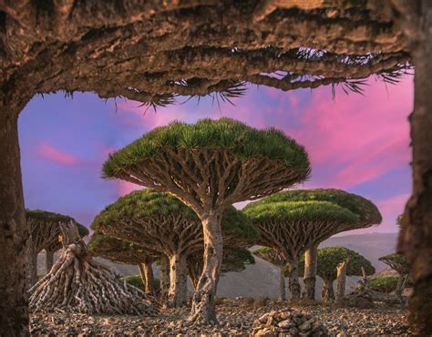 Dragon Blood Tree Artofit