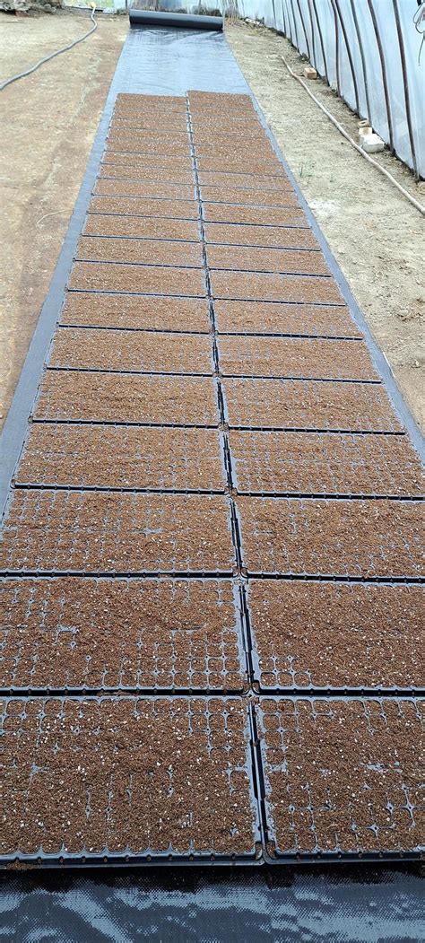 2023년5월29일 들깨 폿트트레이에 파종