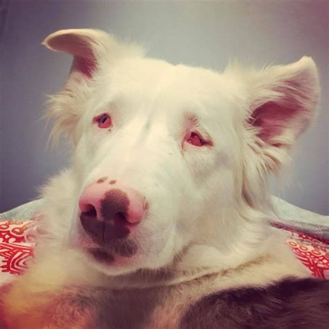 Пресреќната реакција на слепо и глуво куче кога ќе го намириса сопственикот по 18 месеци